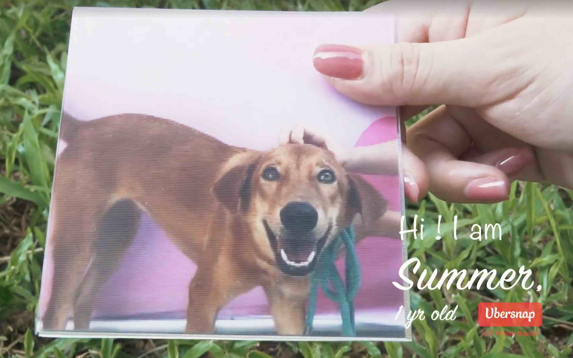 Ubersnap Use GIFs To Promote SOSD Dog Adoption Singapore