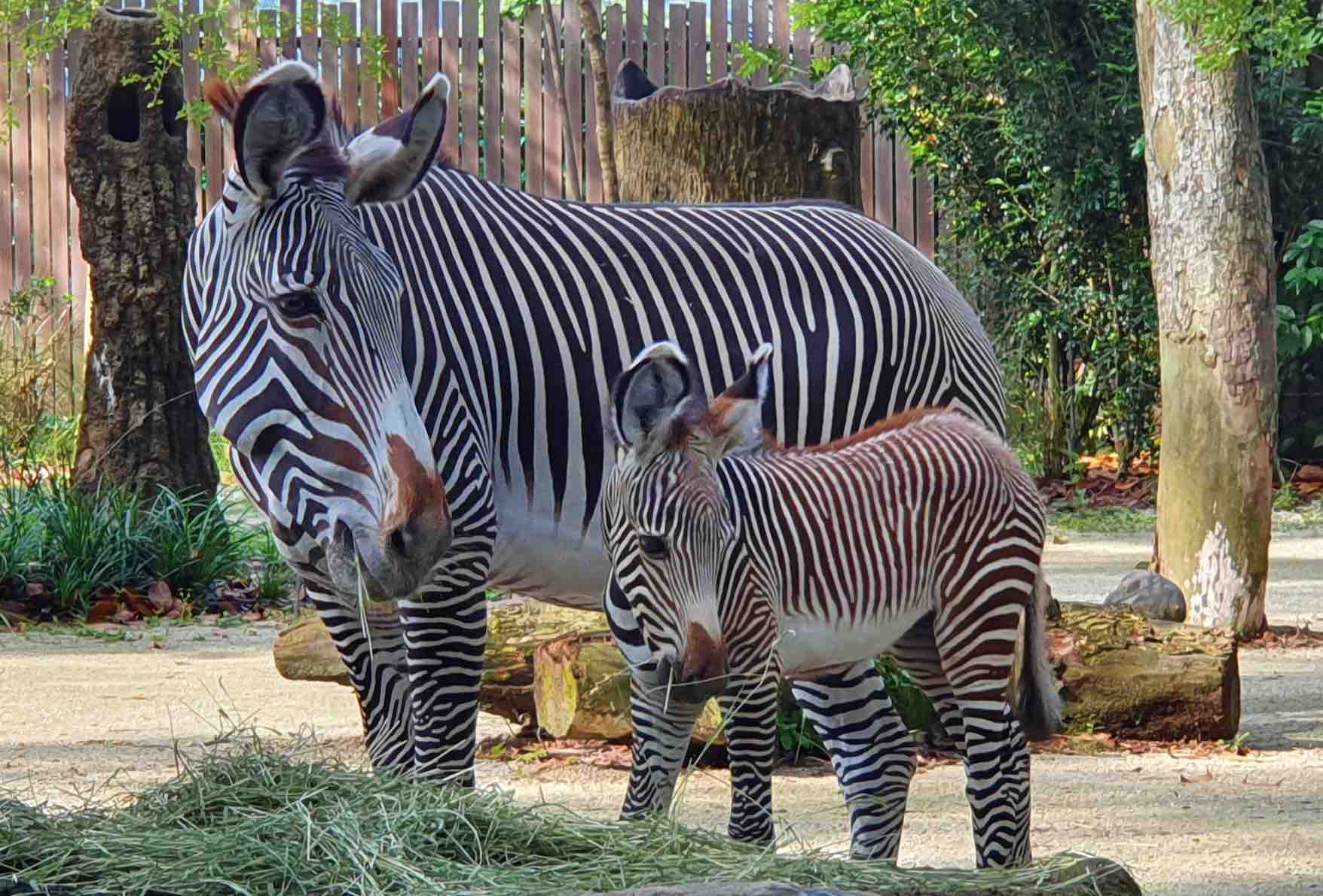New Grevy's Zebra Foal Join The Herd At Singapore Zoo